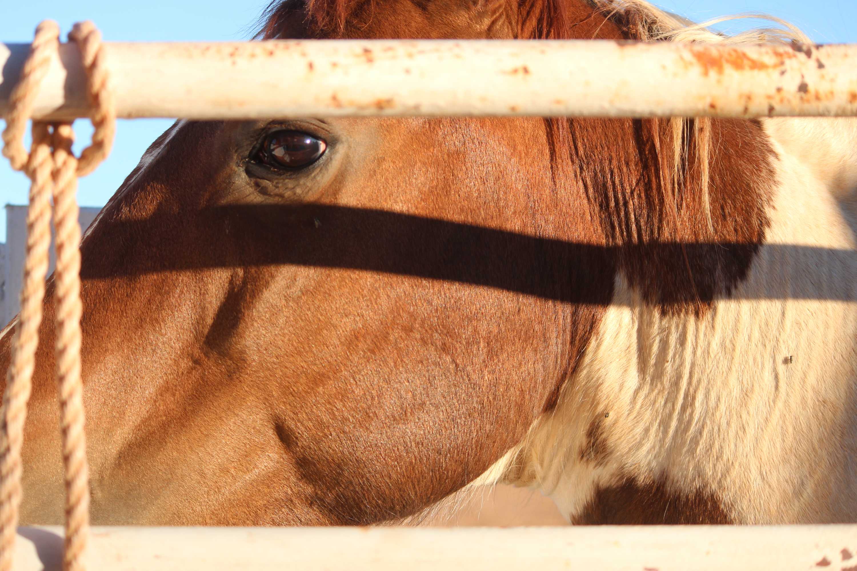 Carrieton 2015: Cowboys light up Christmas in outback SA - ABC News