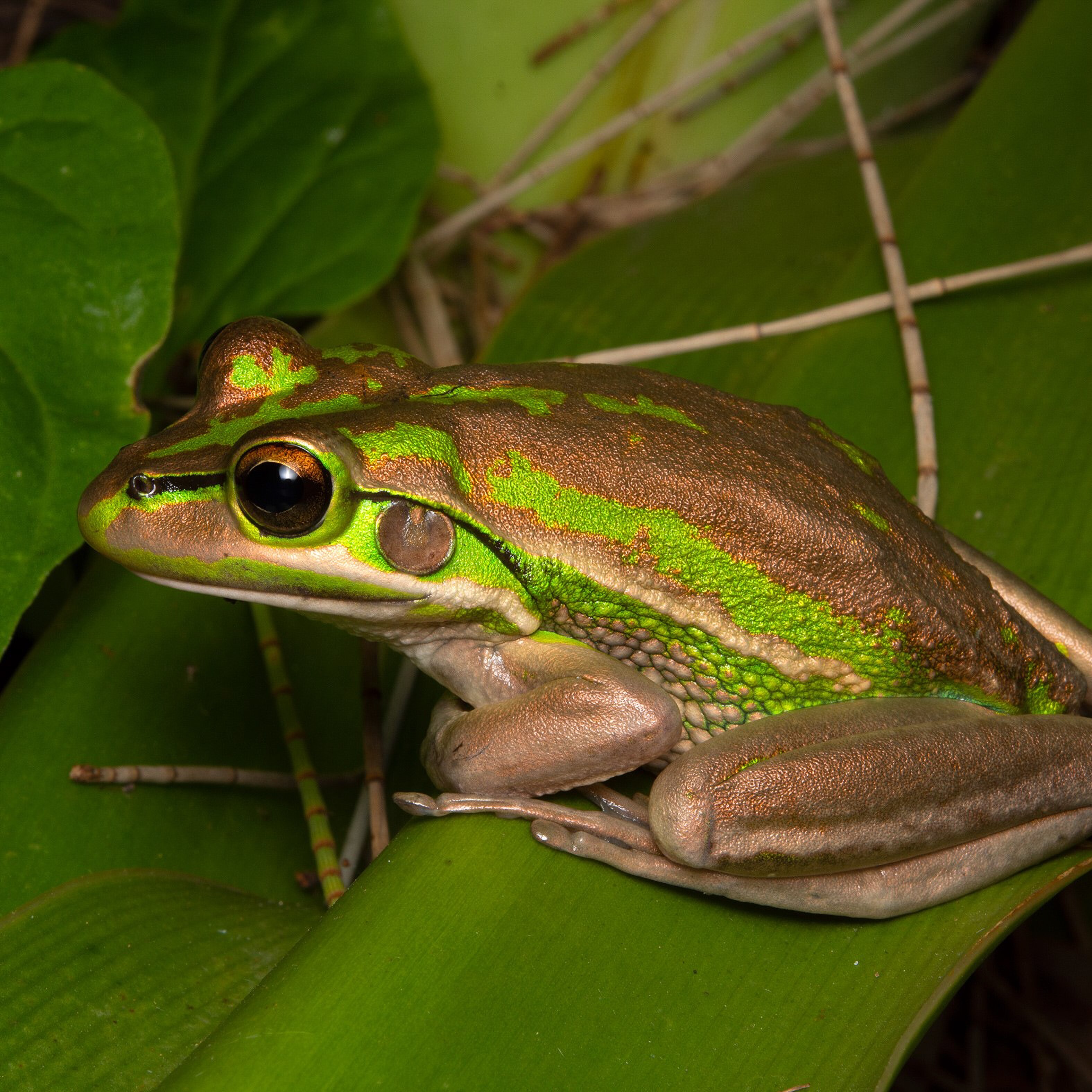 Songs of Disappearance, an album of frog calls, debuts at third behind ...