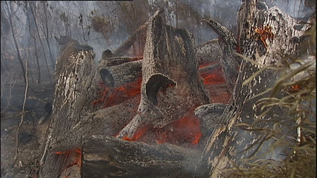 Tasmanian Aborigines learn traditional methods of fire management ...