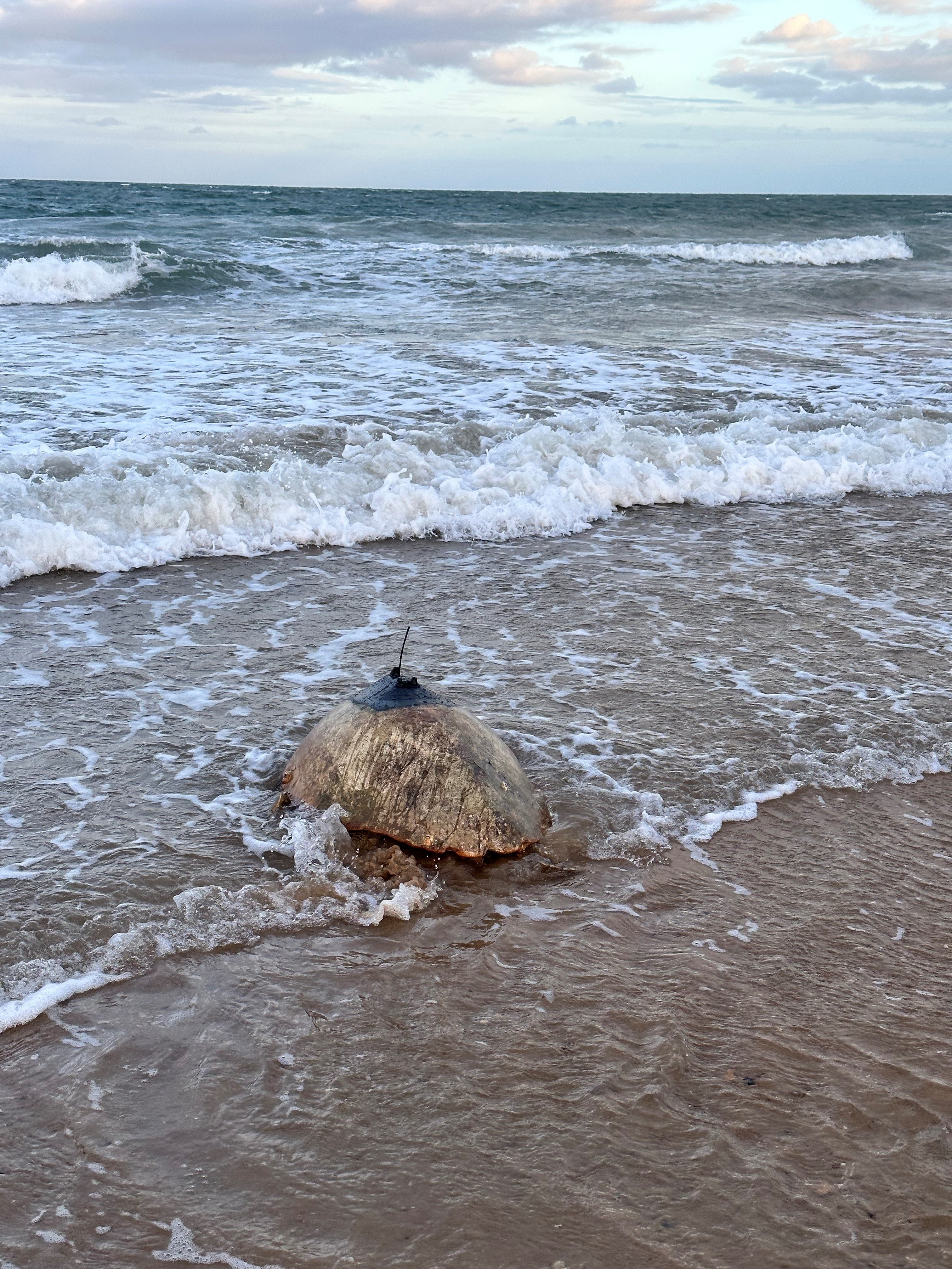 Tracking mother turtle reveals secrets about the lives…