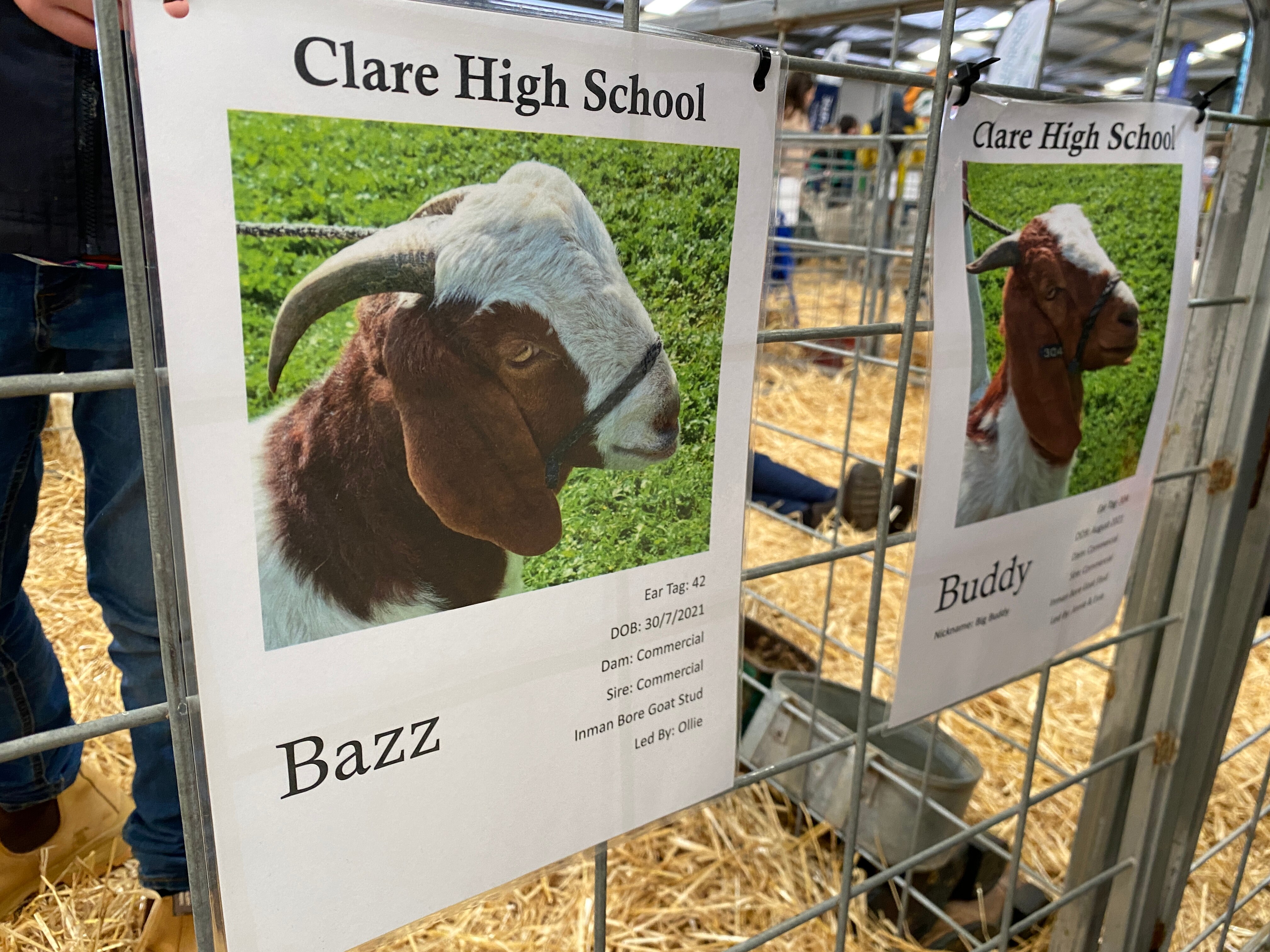 Royal Adelaide Show attendees make Clare High School's therapy goat ...