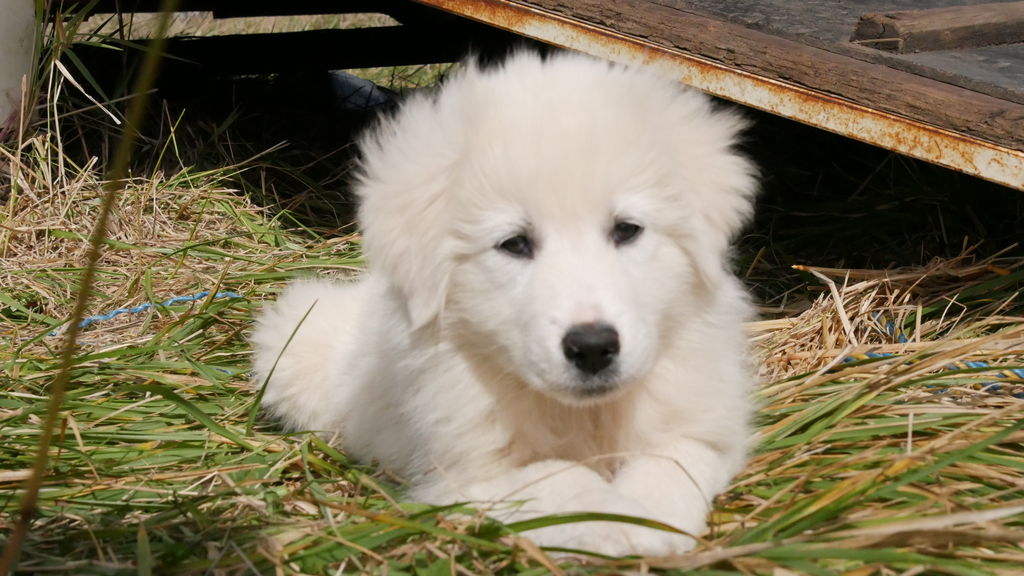 ABC New England North West