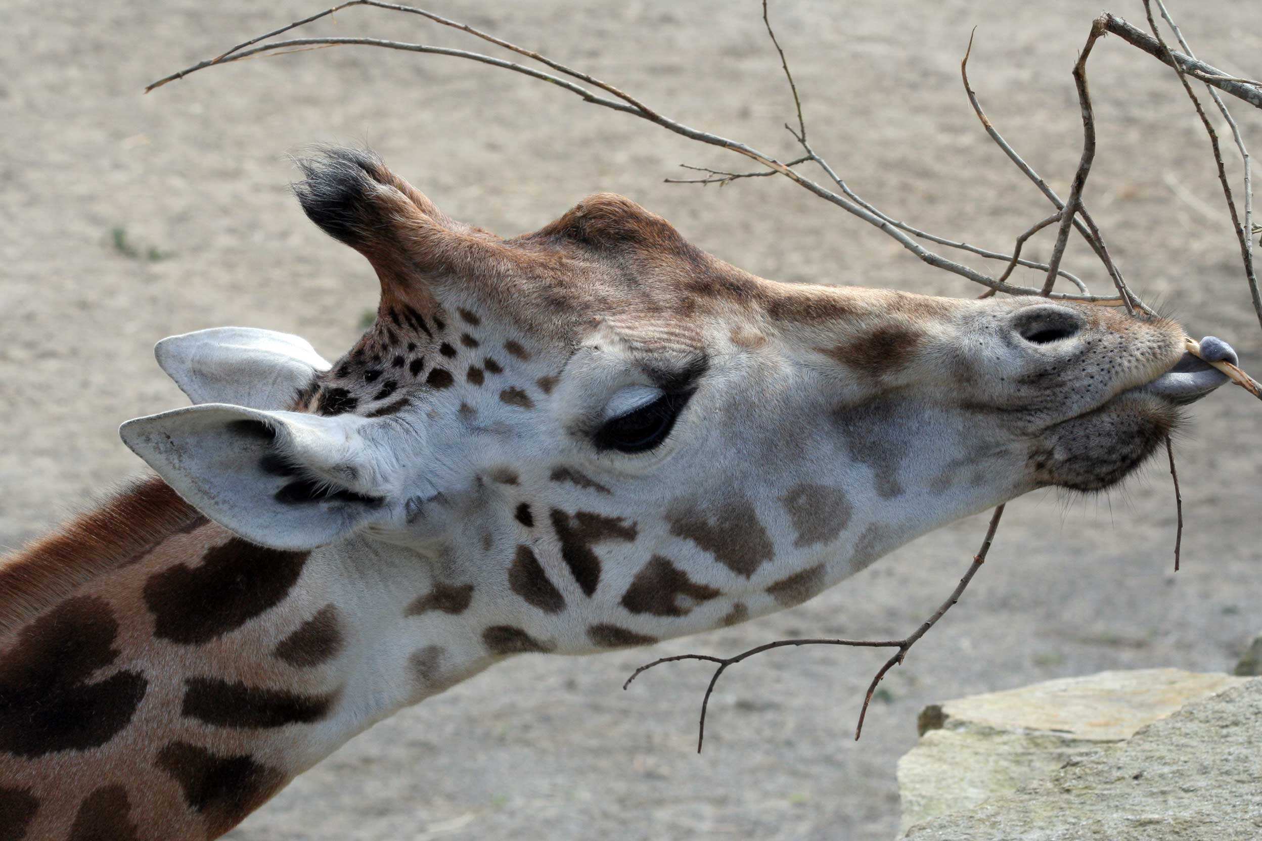 Zoo diaries: stories from within - ABC Radio National