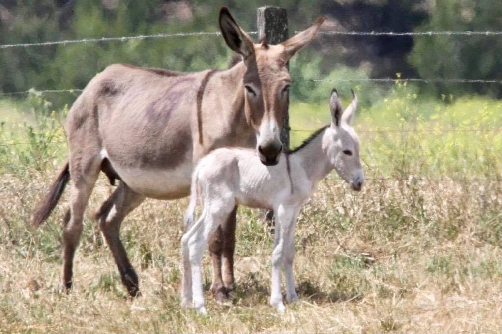 Singleton's Last Stop Donkey program rescuing foals and teaching kids - ABC listen