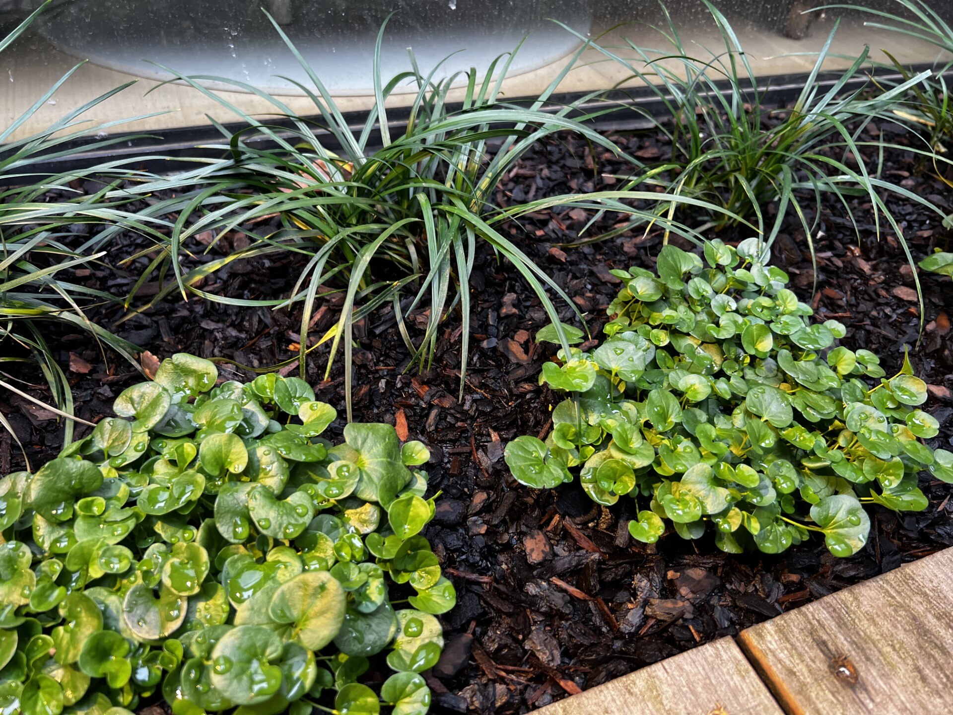 Ground cover alternatives to give your backyard a shake-up - ABC News