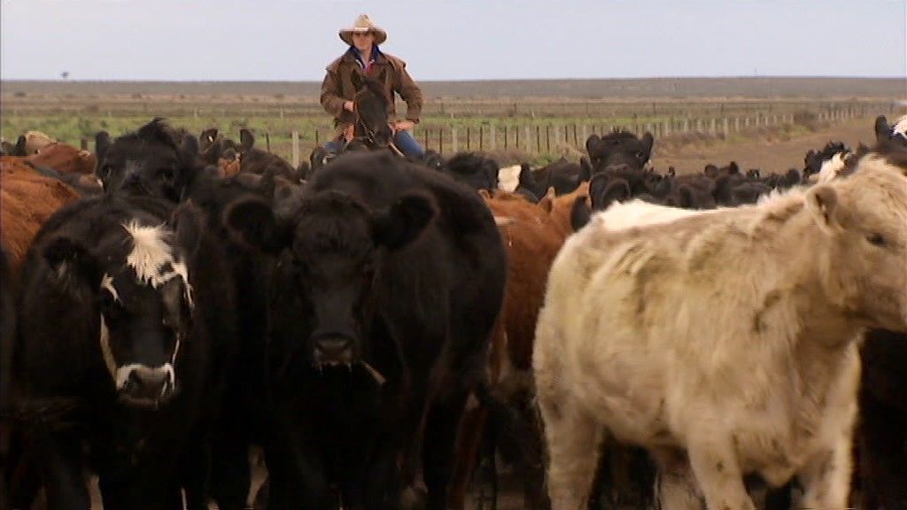 To Hell and Back: A young man takes the reigns of the family cattle ...