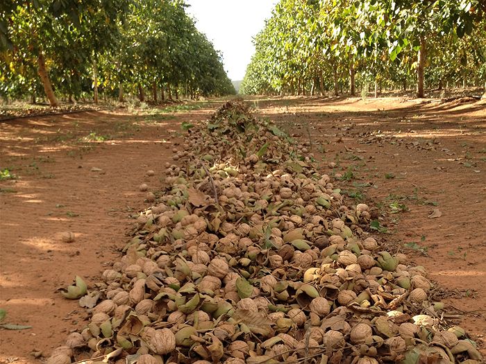 Nuts about the Riverina - ABC News