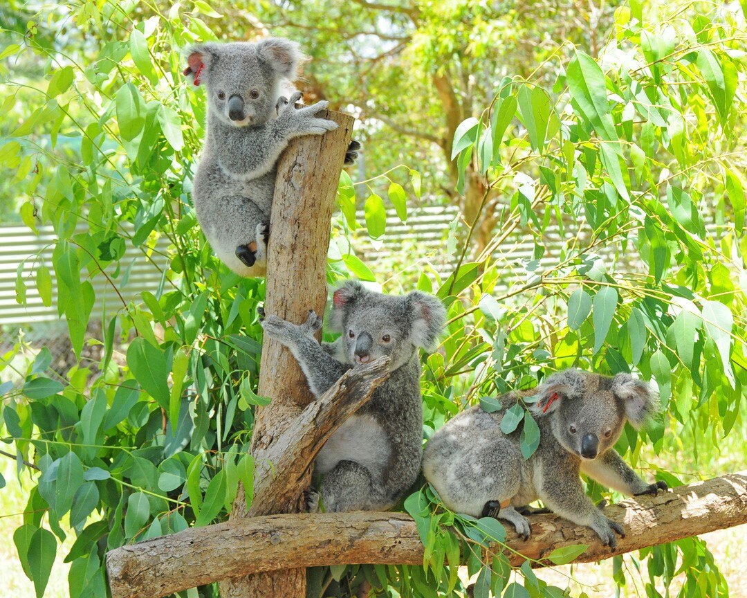Sunshine Coast road trauma koala recovers after surgery, physio - ABC News