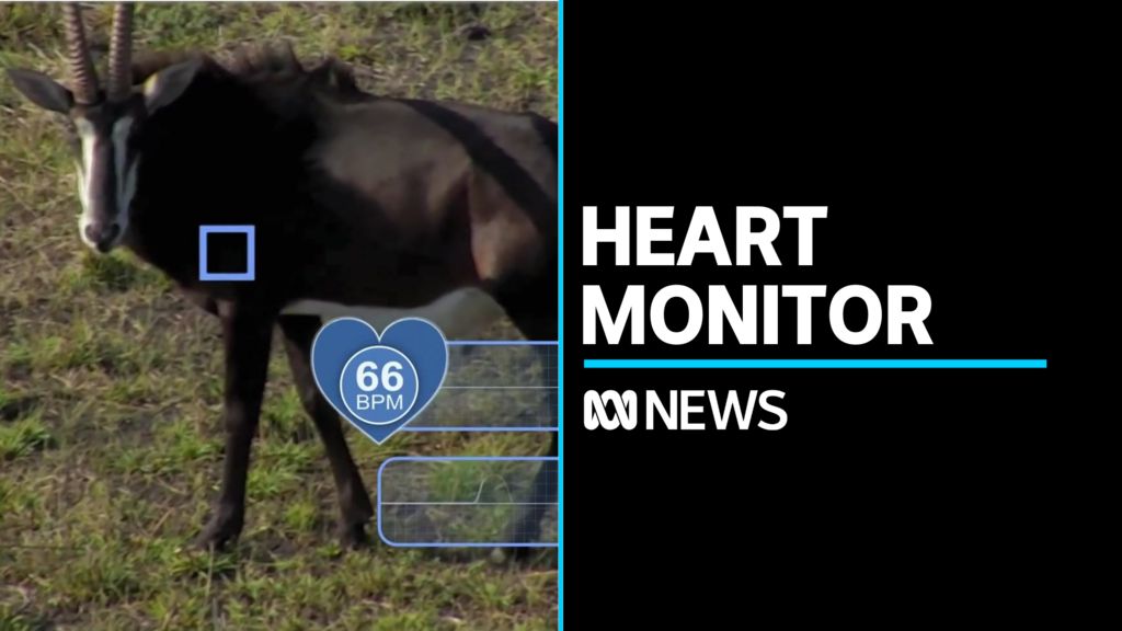 Animals - Topic - ABC News