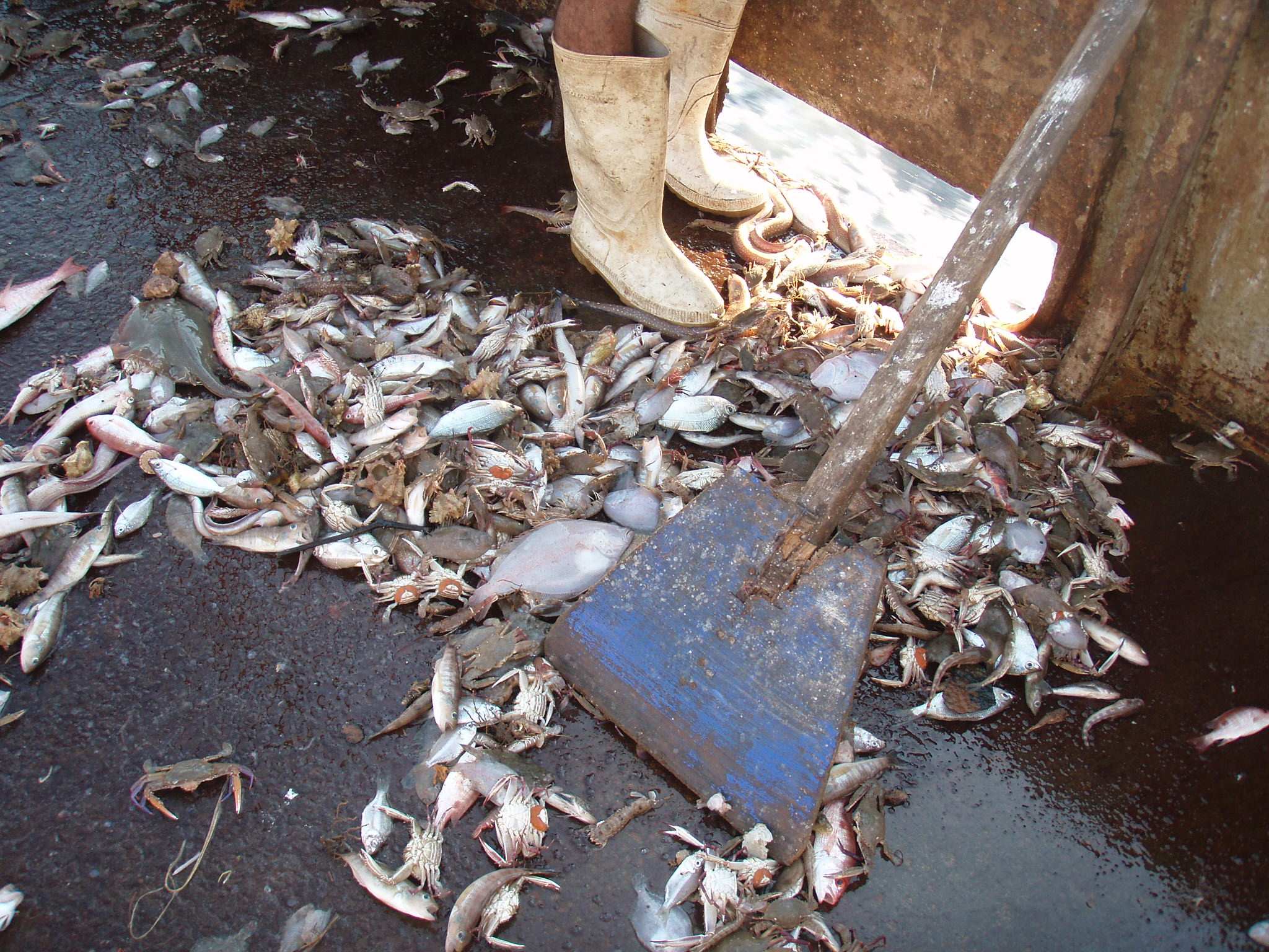 Wild-caught prawn trawling is changing to reduce its environmental ...