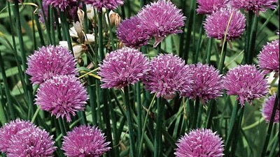 Top Tip | Leeks - Gardening Australia