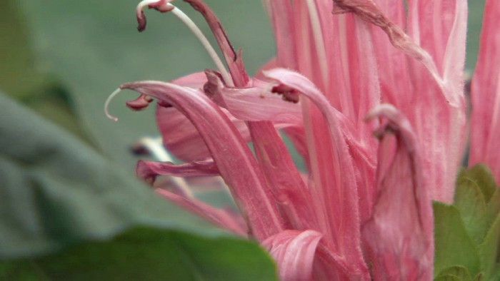 Brazillian Plume Flower - Gardening Australia
