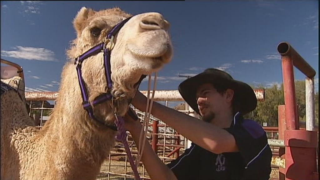 Interstater takes out Alice Springs' Camel Cup - ABC News