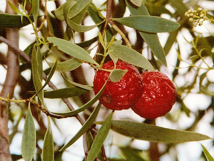 Native foods industry checks its growth - ABC News