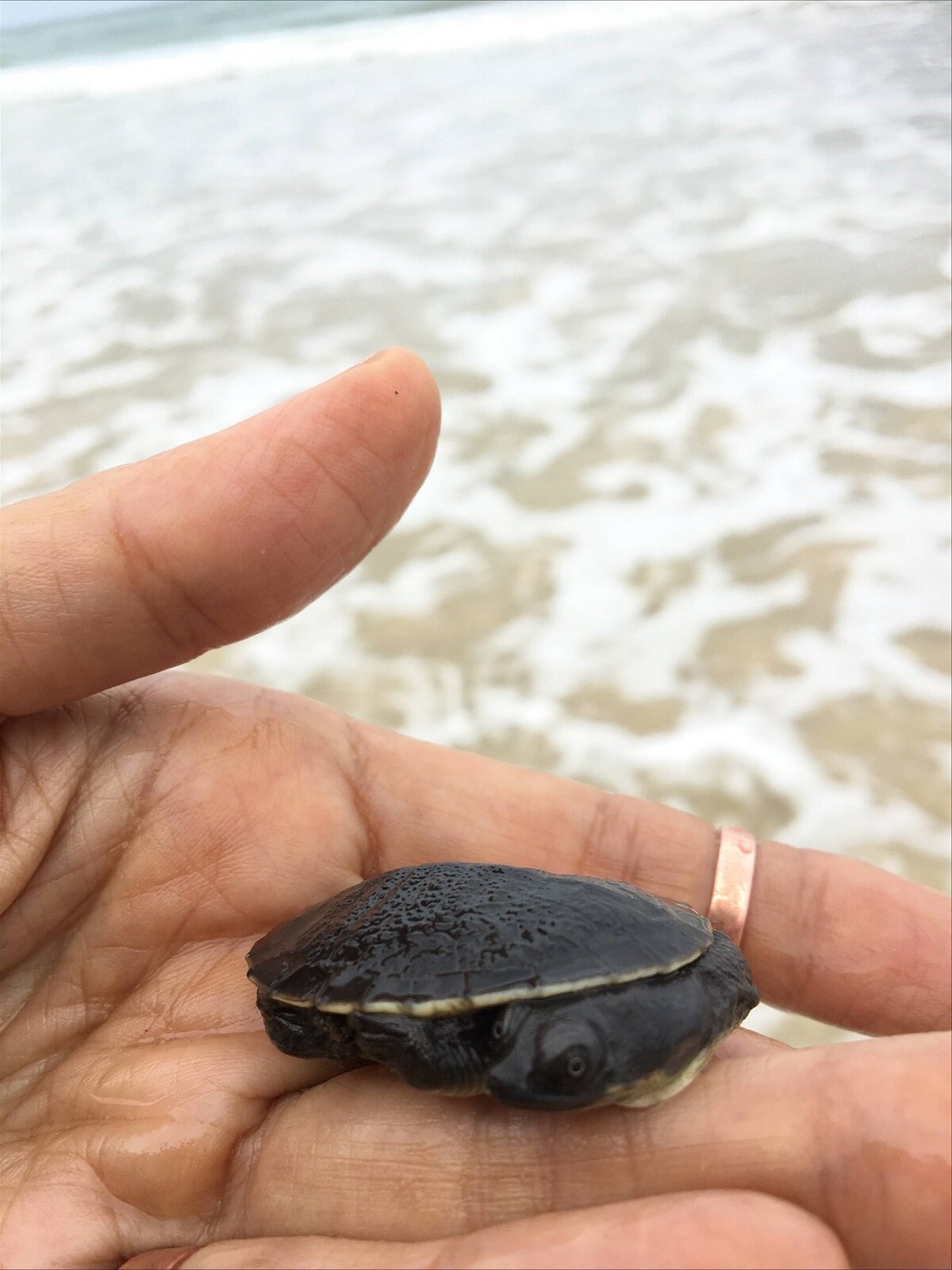 Freshwater turtles rescued from Gold Coast beaches displaced from ...