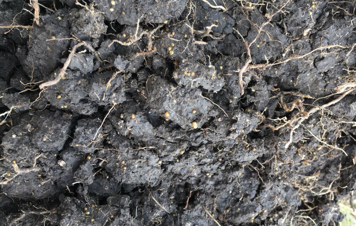 Pasture dieback killing grass 'like glyphosate' sparks emergency ...