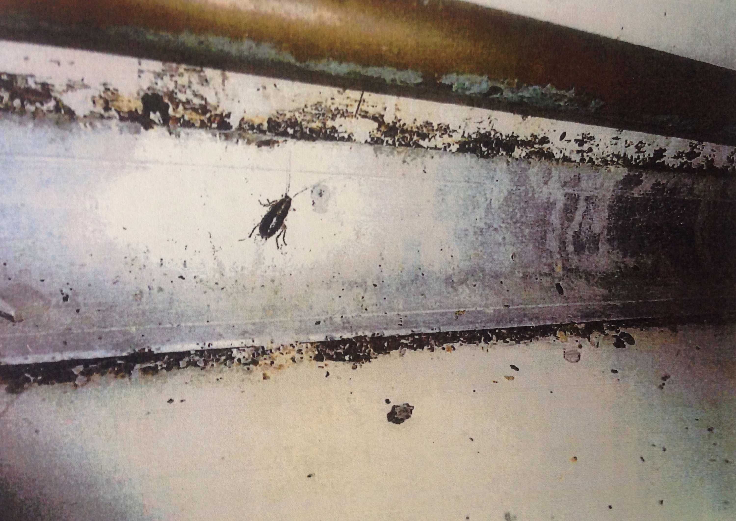 Canberra bakery infested by cockroaches had uncovered food in storeroom ...