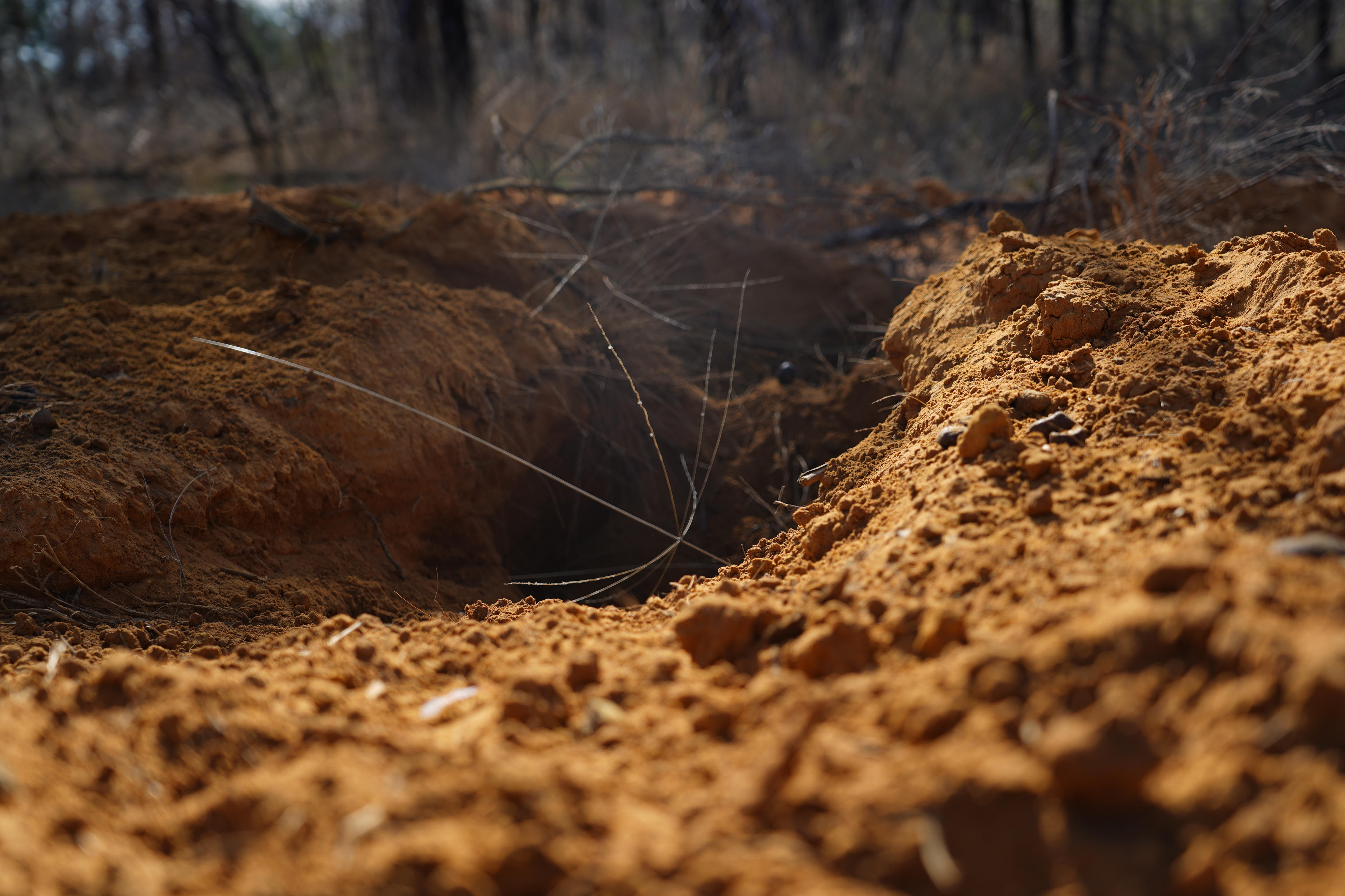 Critically endangered northern hairy-nosed wombat's key to survival ...
