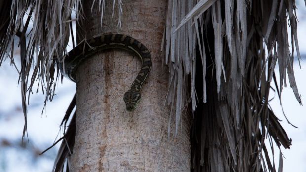 'You don't see that every day': Brisbane family get a shock as huge ...