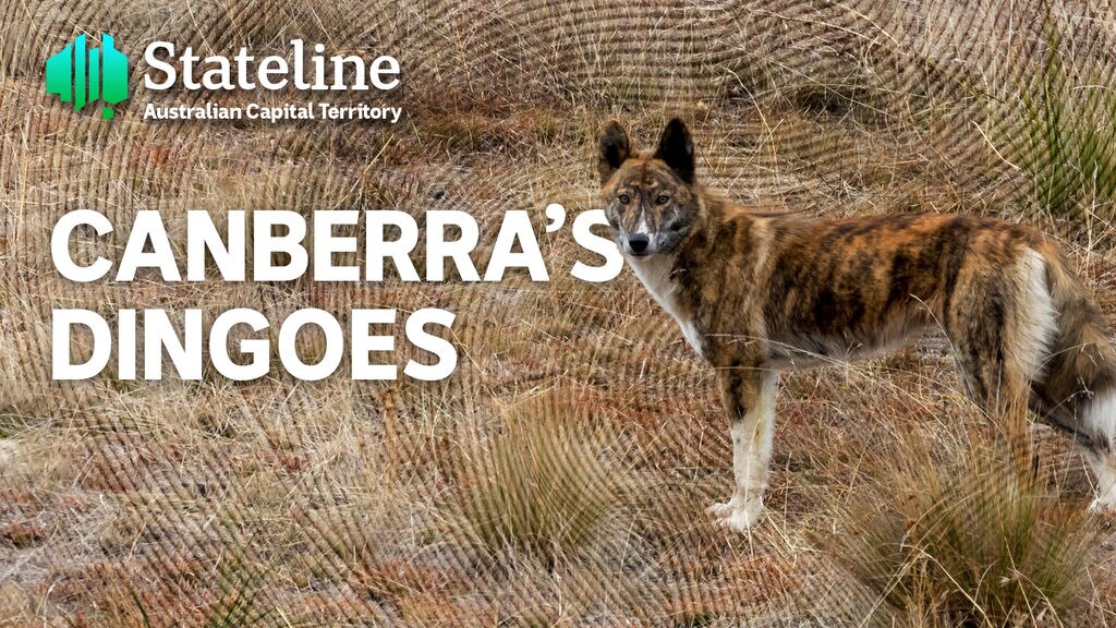 Stateline : ABC iview