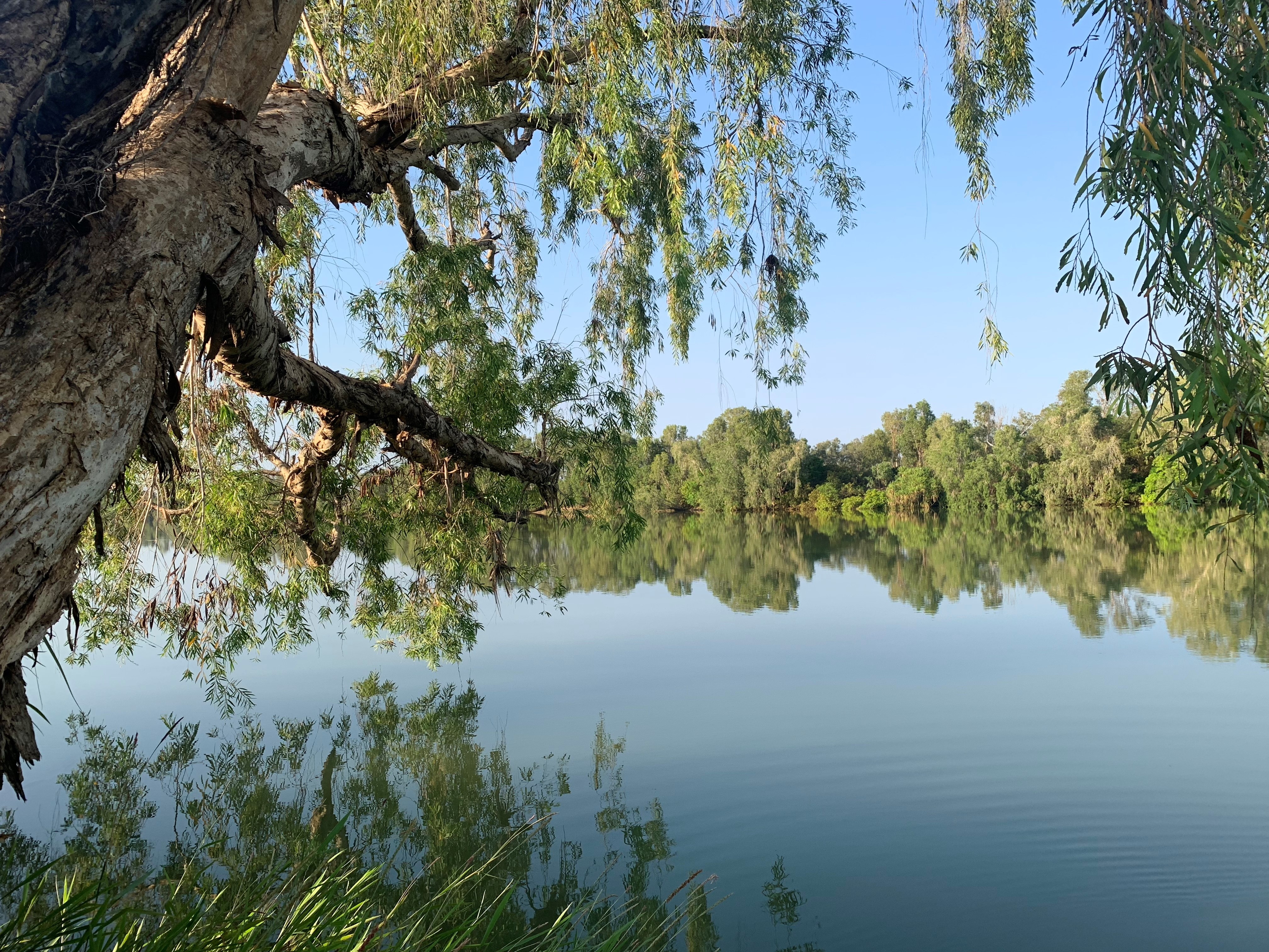 New limits for commercial barramundi fishing boats in the NT's Roper ...