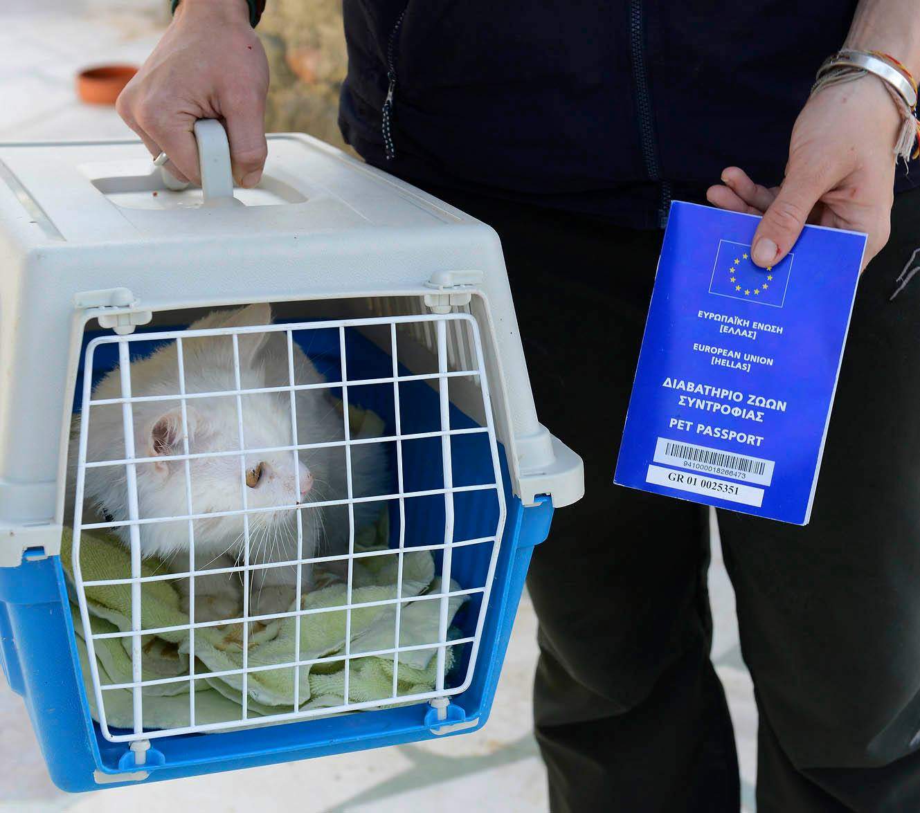 'Refugee cat' Kunkush reunites with Iraqi family after four-month, 4 ...