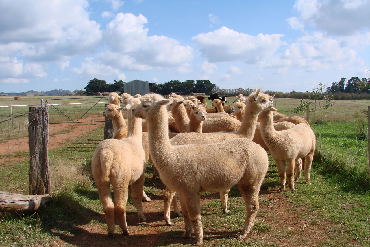 Love for alpacas turns into career - ABC News