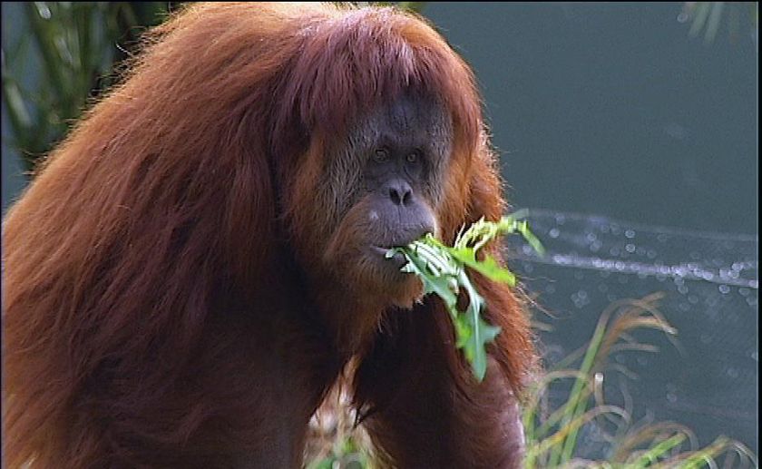 The great escape: Six amazing animal tales - ABC News