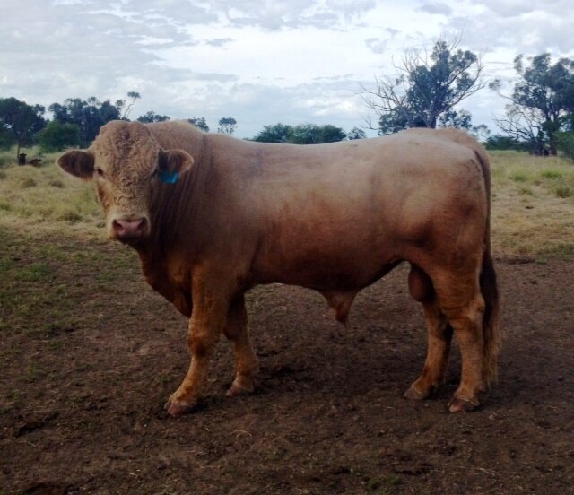 Confidence counts in cattle - ABC News