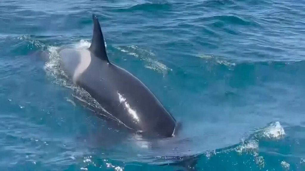 Killer whales attack boat during The Ocean Race - ABC News