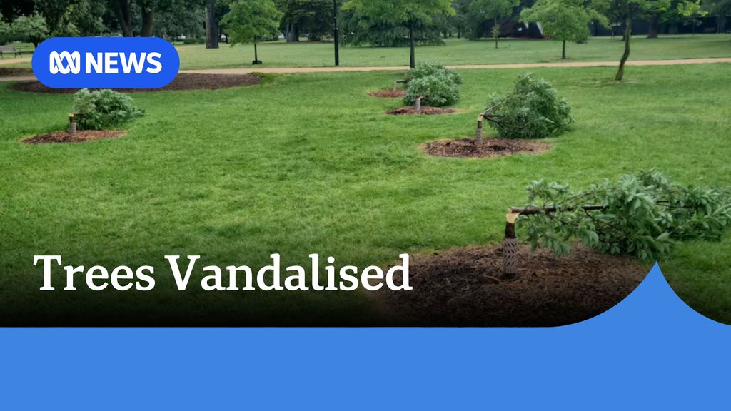 Hundreds of trees cut down at parks in Melbourne's south east - ABC News