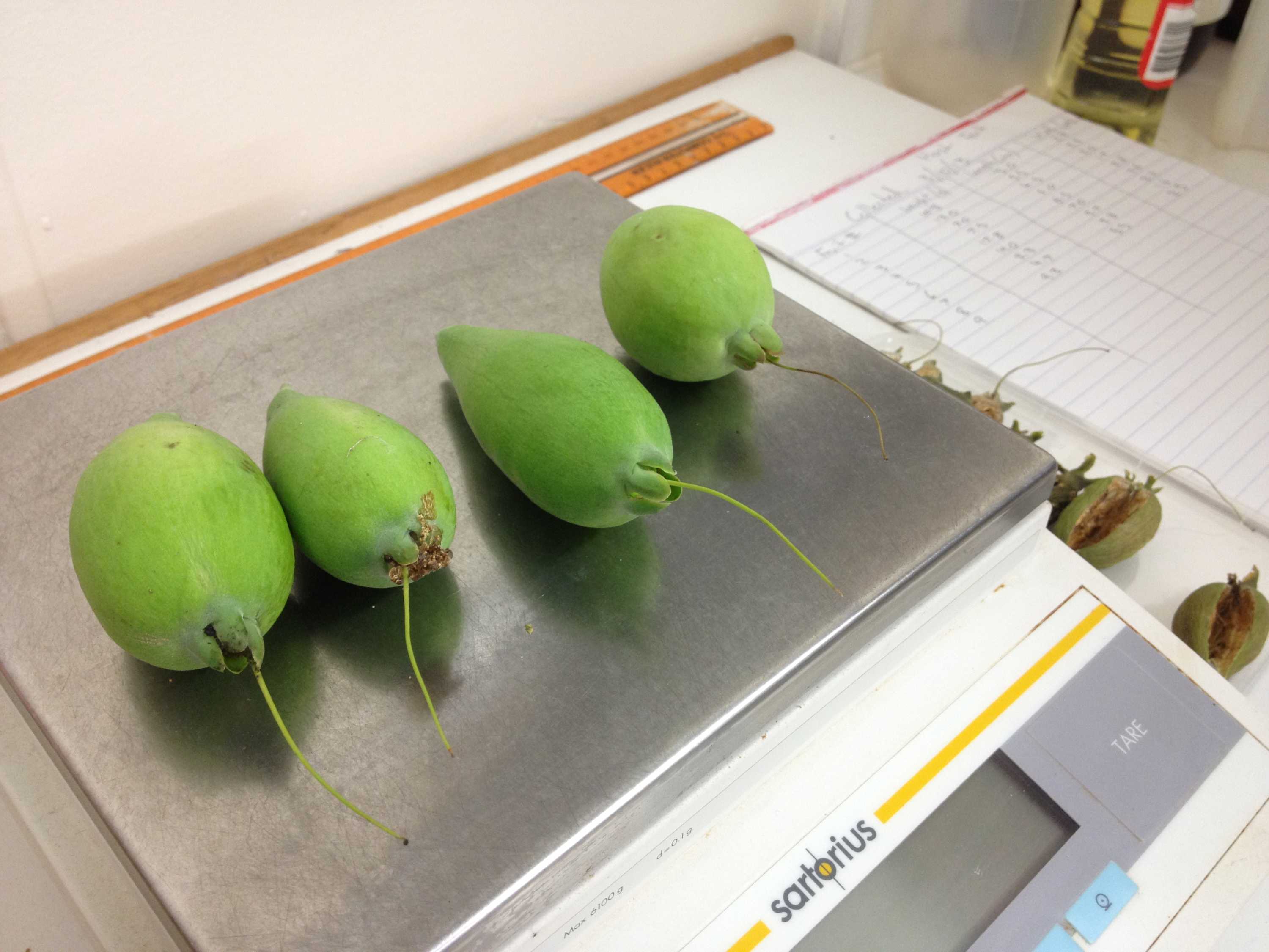 Cocky apple tree giving hints about fruit flies - ABC News