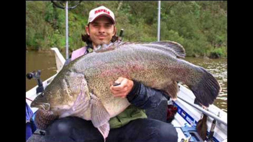 The Big Cod of Googong - ABC News