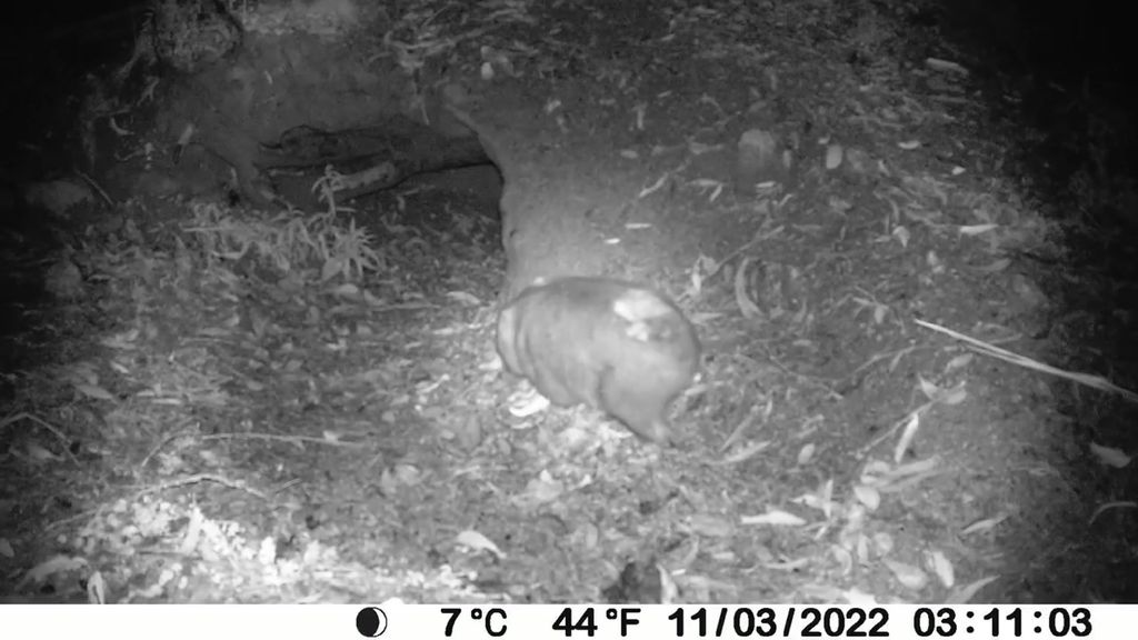 Wildlife camera footage of 'Rossco' Orphaned wombat joey in his natural ...