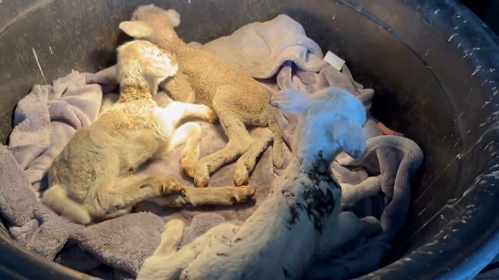 Sextuplet lambs - ABC News