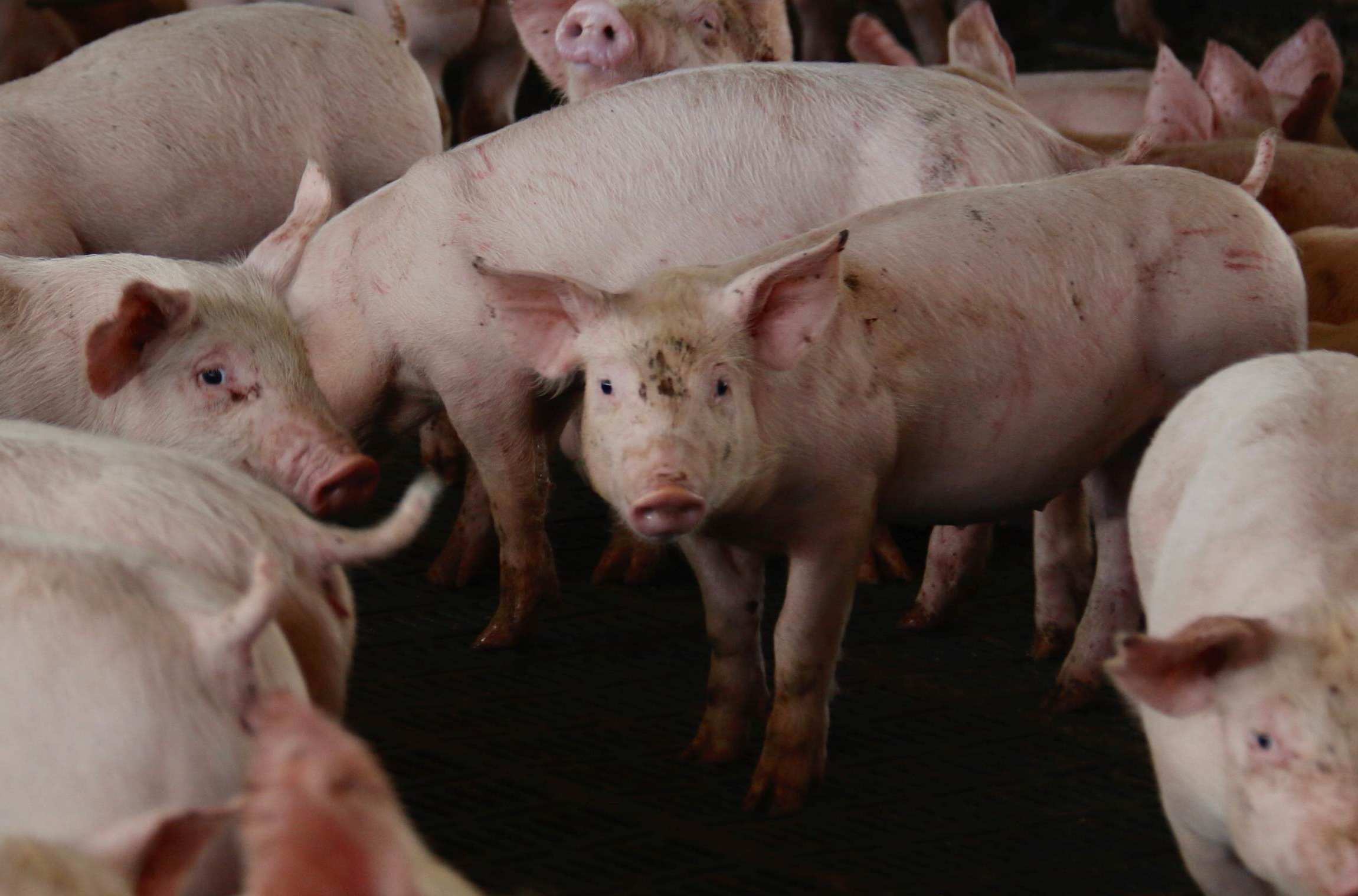 'What a waste,' brexit butcher shortage forces pig farmers to kill ...