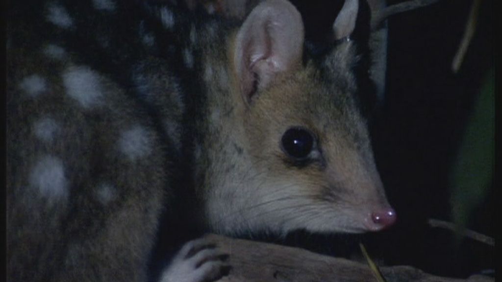 How endangered is the Eastern Quoll? - ABC News