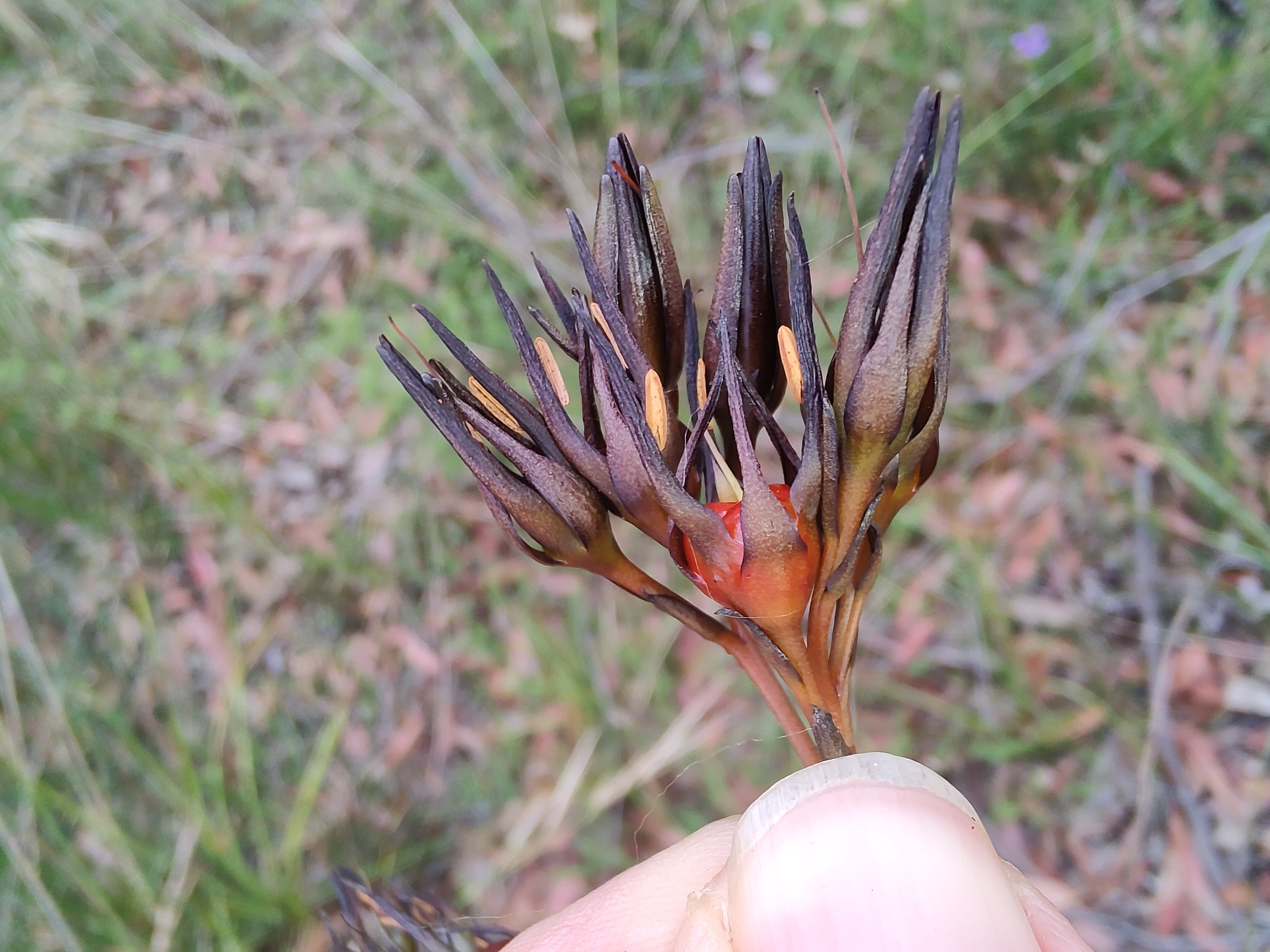 Native bloodroot plant named after iconic Australian Hills hoist ...