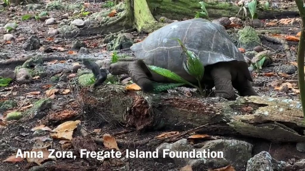 Tortoise filmed stalking and killing a baby bird for the first time ...