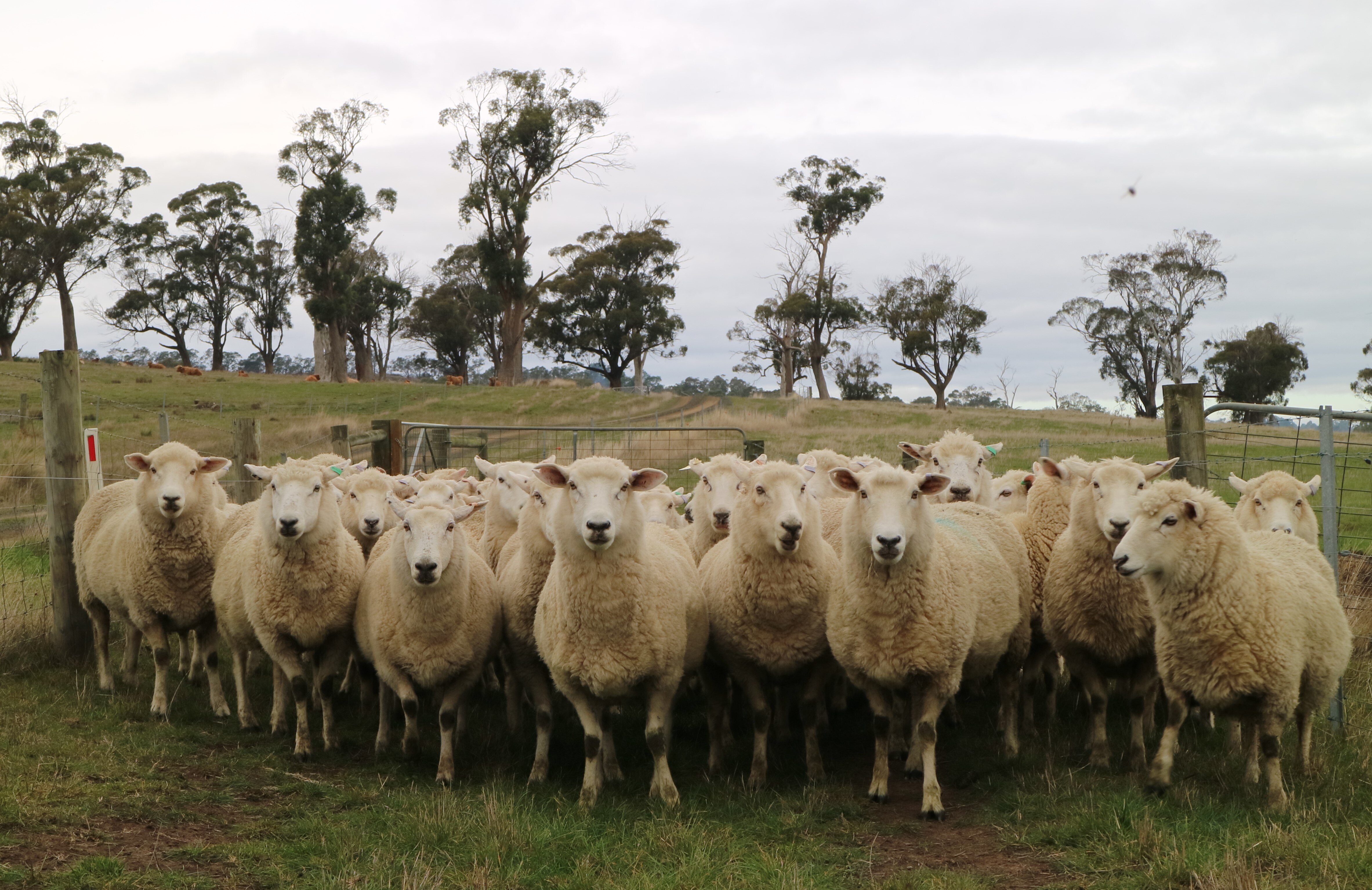 Midwife swaps scrubs for gloves to pursue sheep pregnancy testing hobby ...