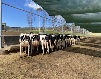 Severe hot weather forces farmers to look for ways to keep cattle cool ...