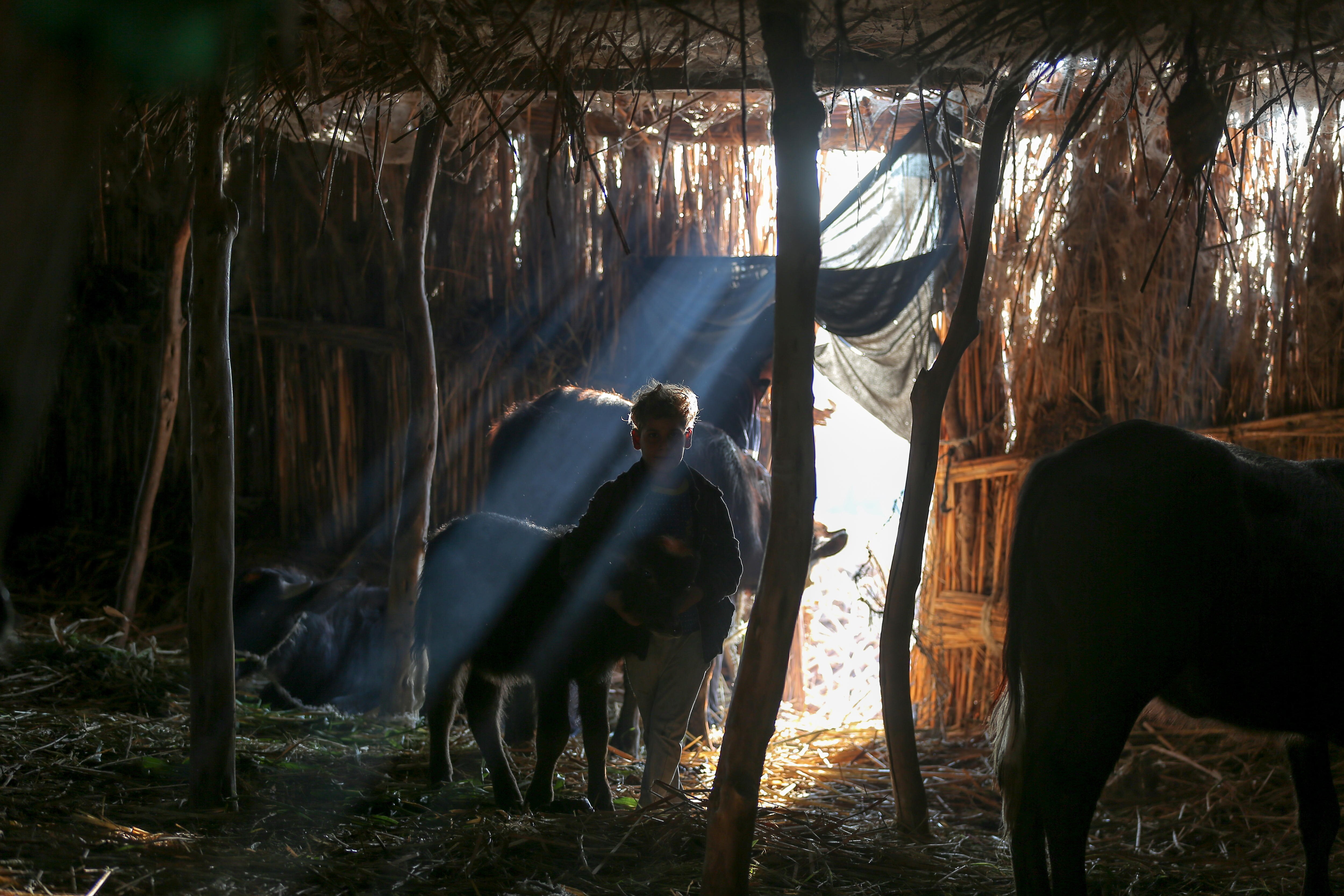 Salt and drought killing buffaloes in Iraq's southern marshes - ABC News