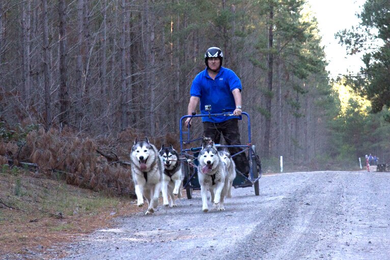 What is it like to go dog sledding? - ABC News