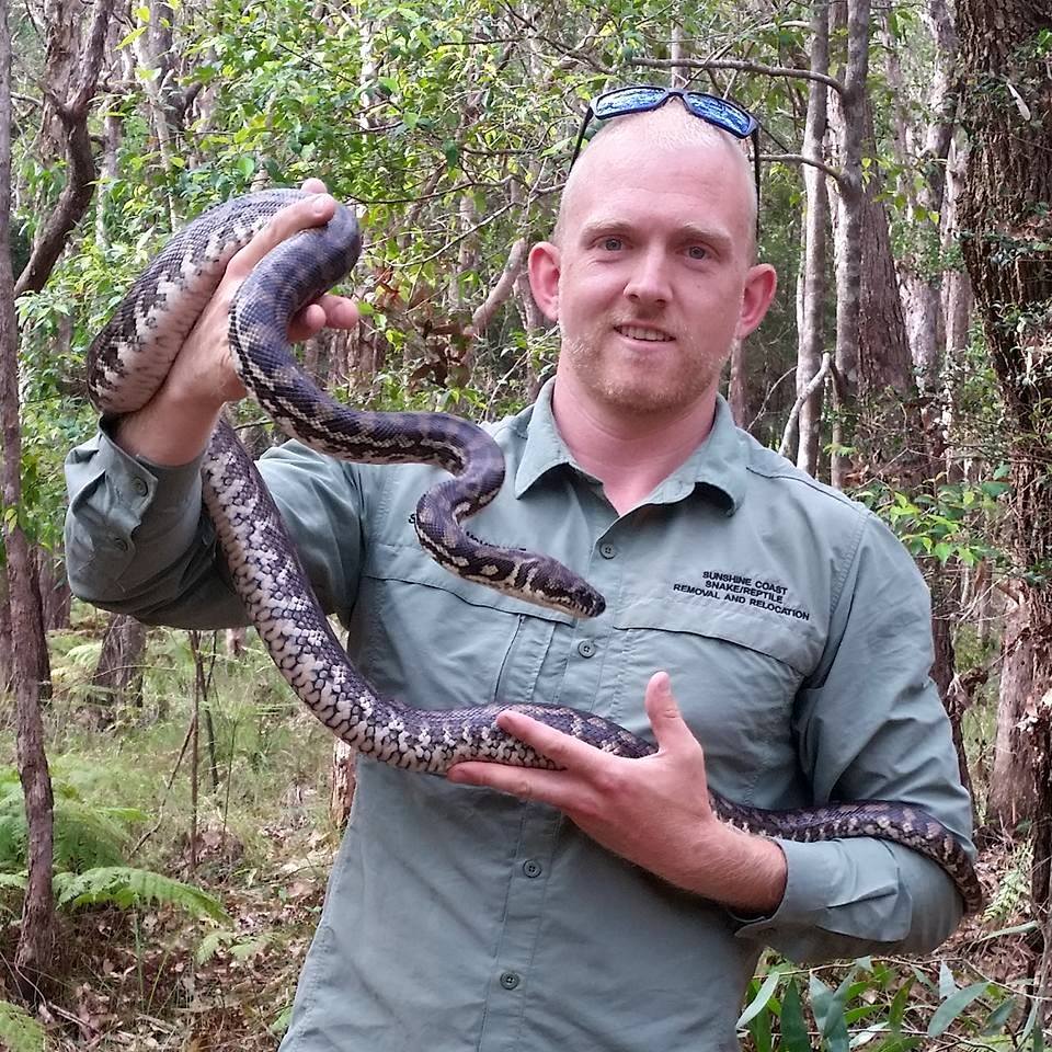 Pet black-headed python bites, 'handcuffs' Sunshine Coast owner - ABC News