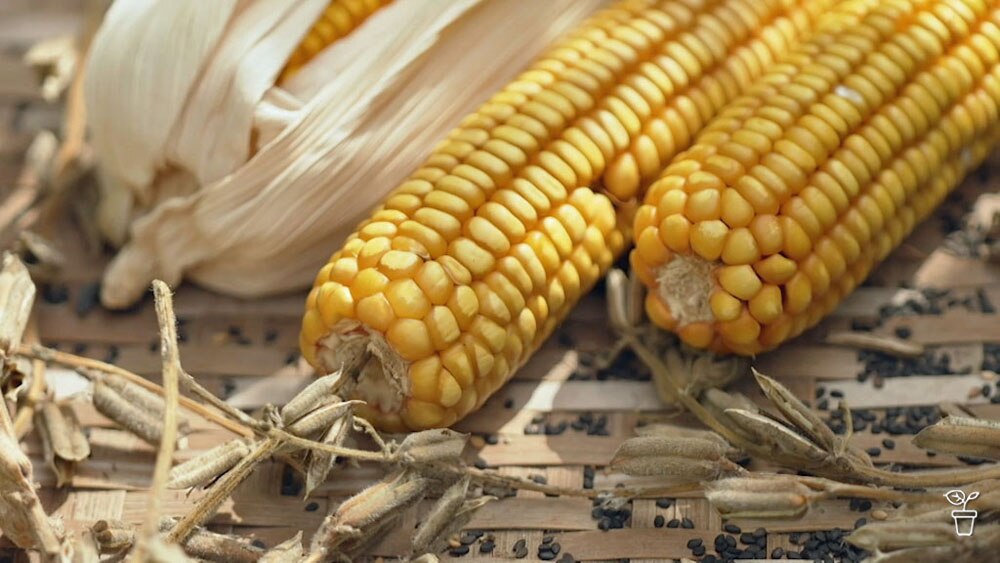 Seedy Side of Life - Gardening Australia