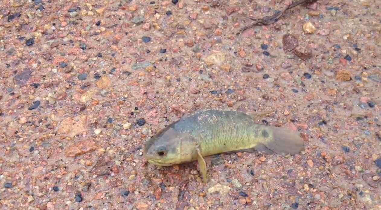 Aggressive climbing perch may make it to mainland Australia ...