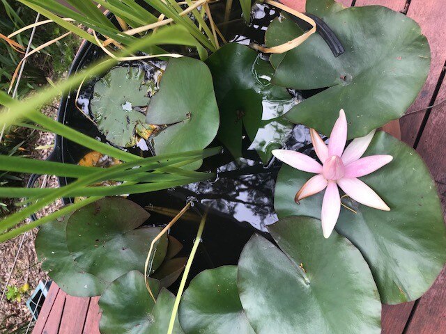 Summer gardening with Peter Cundall. - ABC Hobart