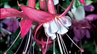 Fuchsia - Gardening Australia