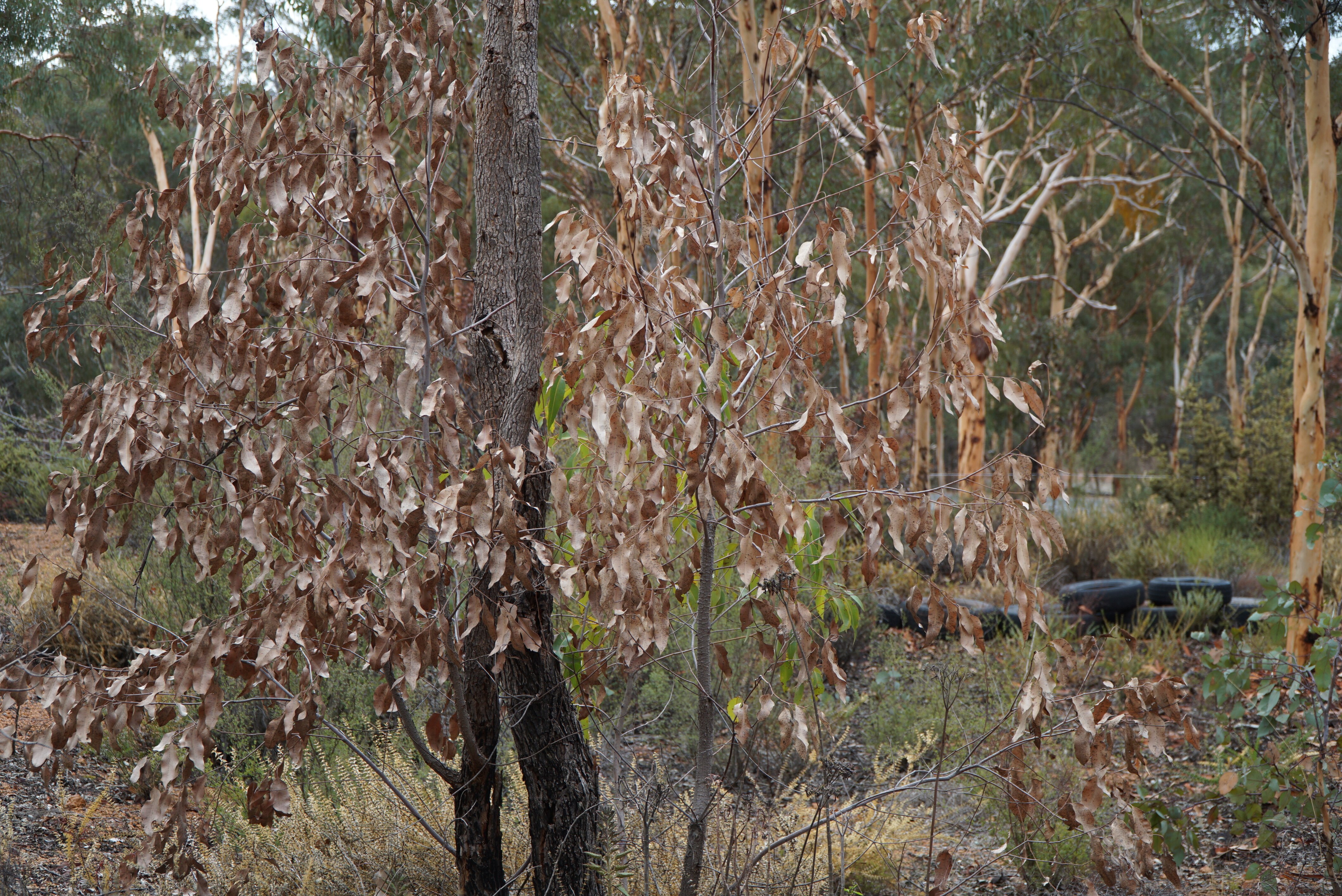 Toodyay normally relies on rainwater but as the big dry drags on ...