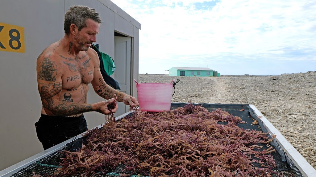 Seaweed farmer Ash Sutton grows seaweed at the Abrolhos Islands - ABC News